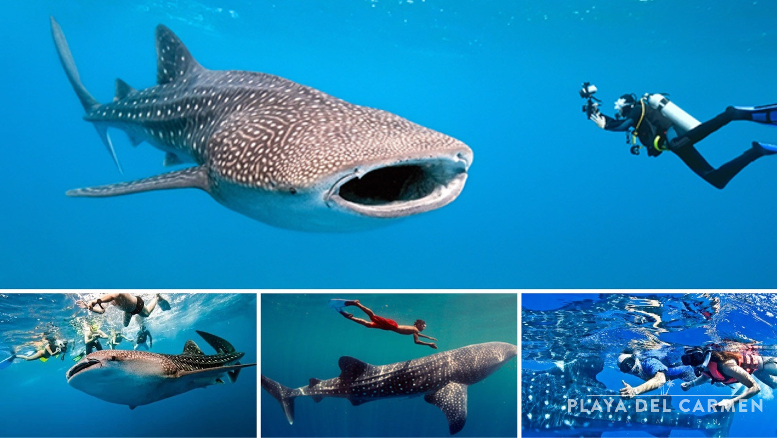 Swimming with Whale Shark - Playa del Carmen Vacation Rentals